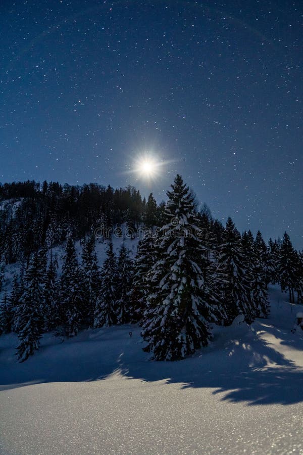 Vertical Shot of the Moon Shining in the Night Starry Sky Above Pine ...