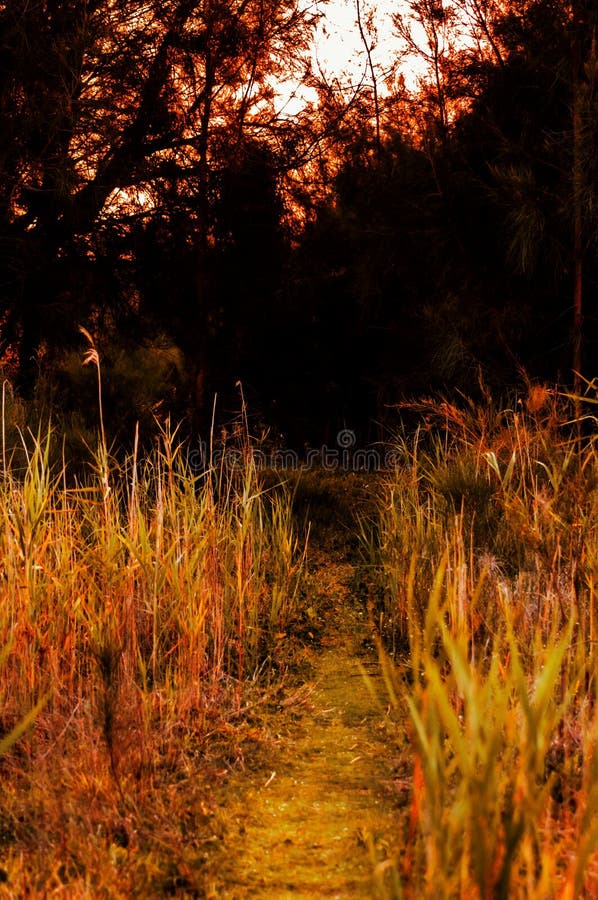 Vertical Shot of a Moss Covered Pathway through the Tall Grass with the ...