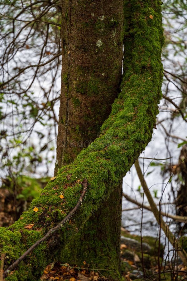 Vertical Shot of Mossy Tree Trunks in a Forest Stock Image - Image of ...