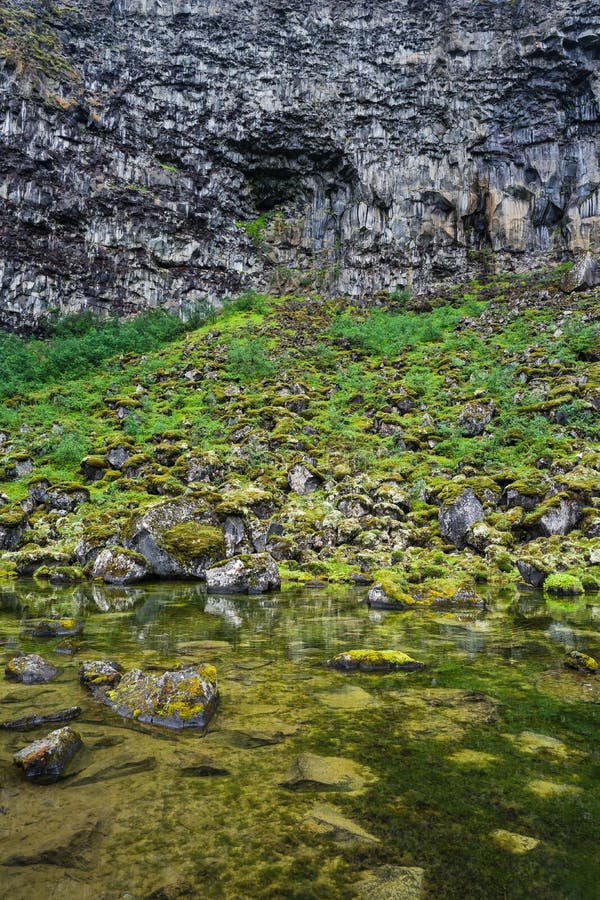 Vertical Shot of Mossy Water with Plants Growing Around it Stock Image ...