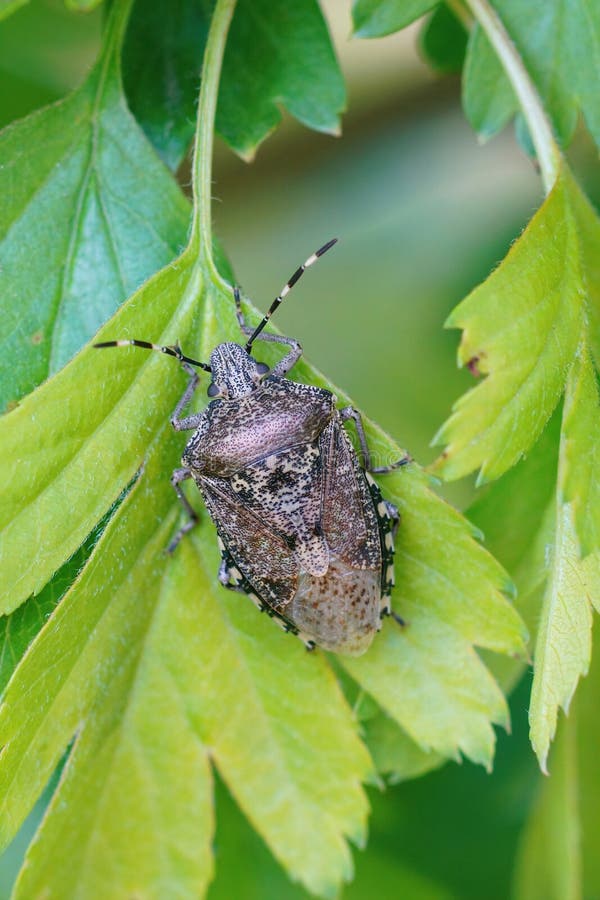 Vertical Shot of a Mottled Shieldbug on Green Leaves Stock Image ...