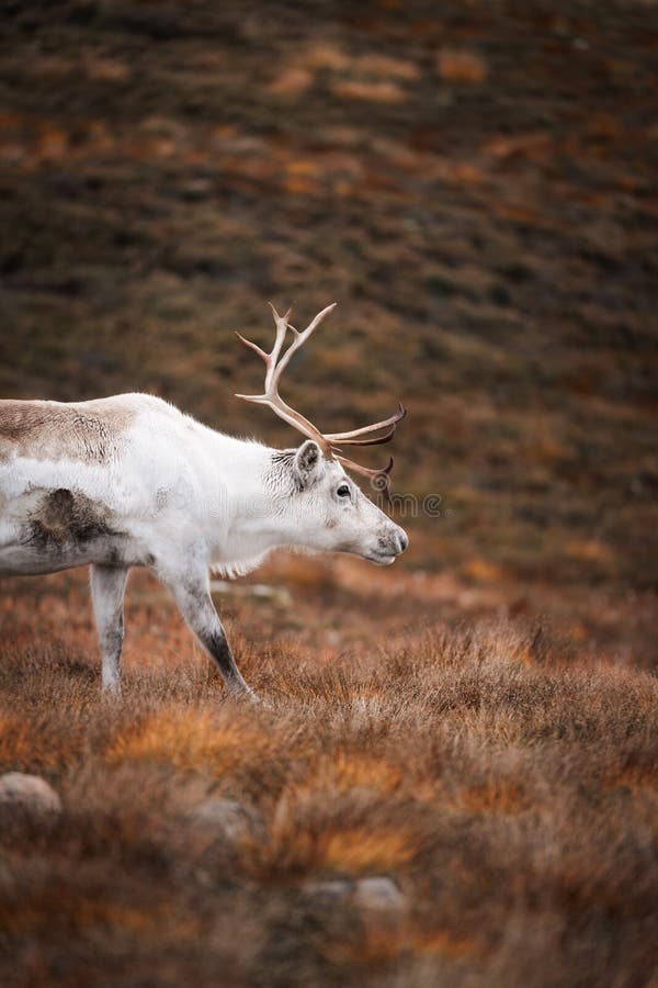 Vertical Shot of a Mountain Reindeer (Rangifer Tarandus Tarandus ...