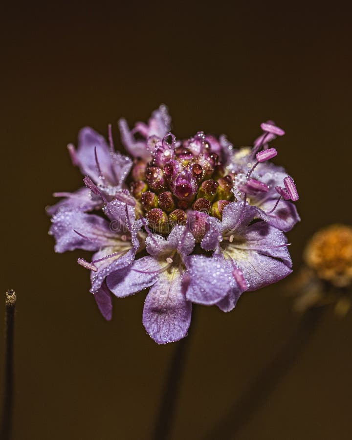 Vertical Shot of a Mourningbride Flower (Scabiosa Atropurpurea) Stock ...