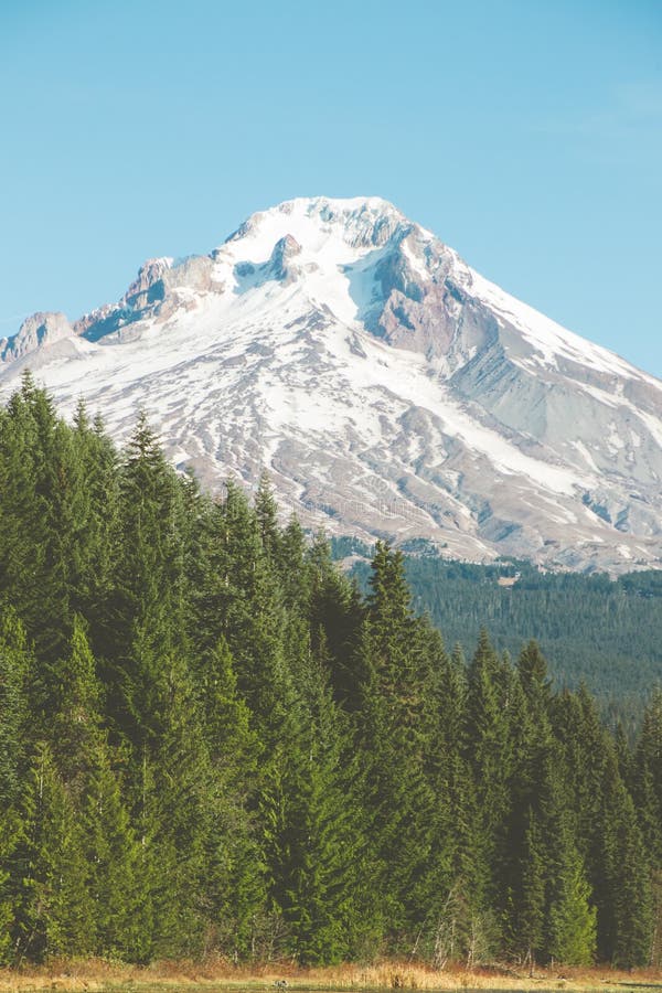 Vertical Shot of Mt Hood National Forest Stock Image - Image of forest ...