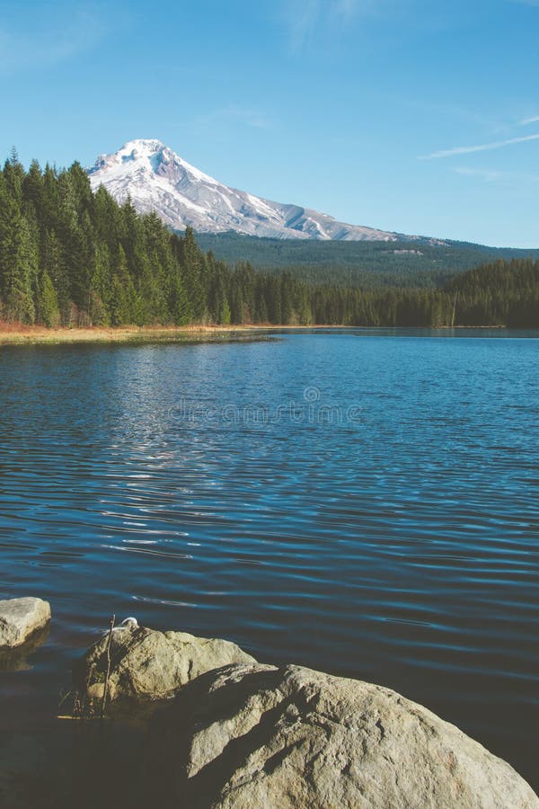 Vertical Shot of Mt Hood National Forest Stock Photo - Image of water ...