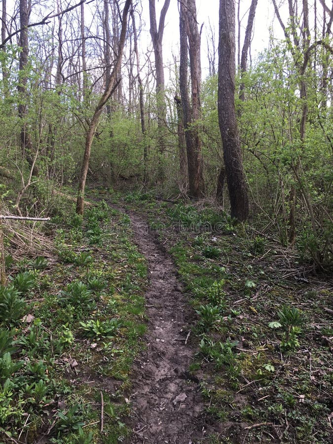 Vertical Shot of a Muddy Path Going through the Trees in the Middle of ...