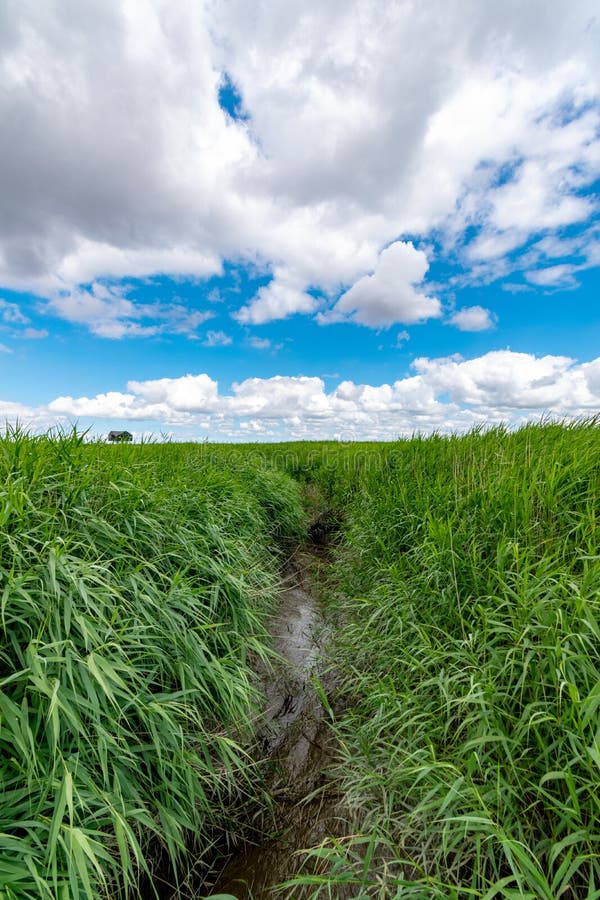 Vertical Shot of a Muddy Path Leading through a Green Tall Grass Field ...