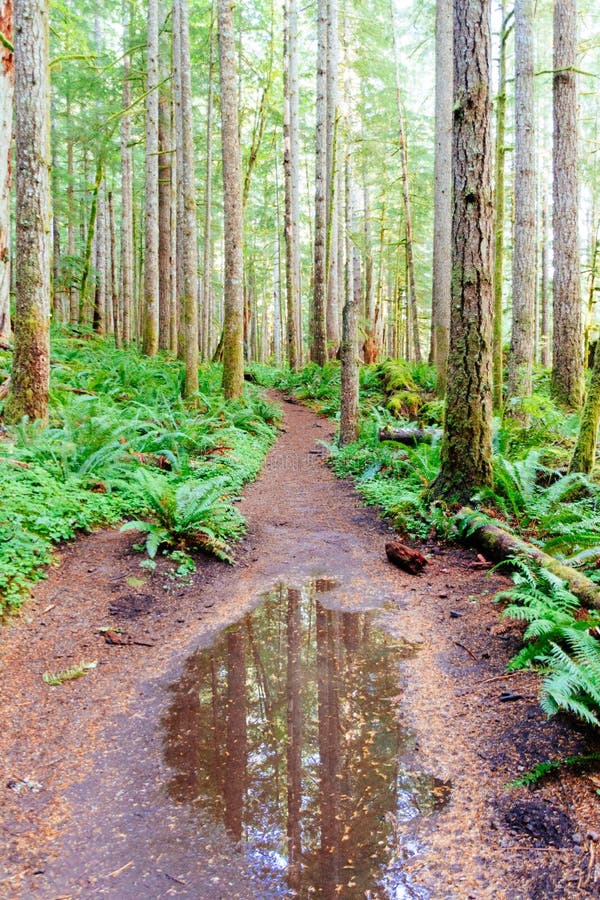 Vertical Shot of a Muddy Pathway in the Middle of Trees and Plants in ...