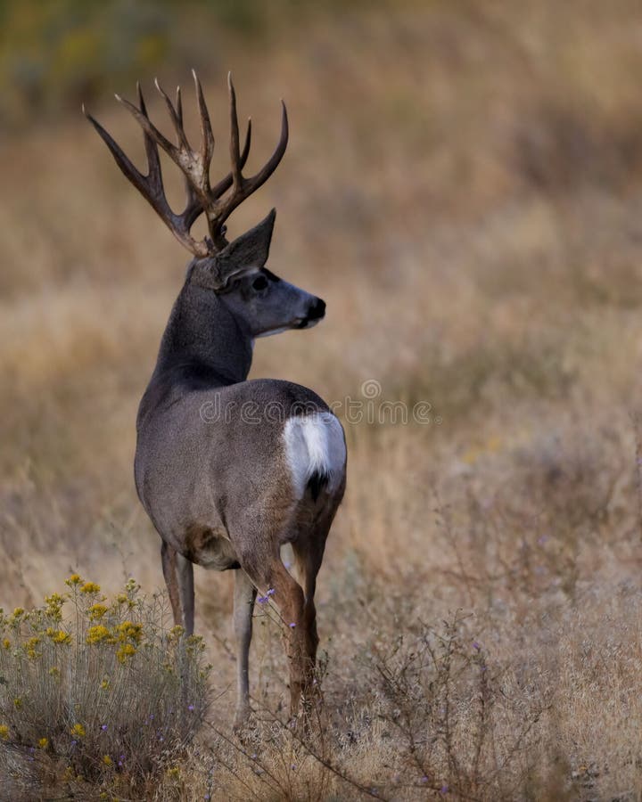 Vertical Shot of a Mule Deer in a Field. Stock Photo - Image of antlers ...