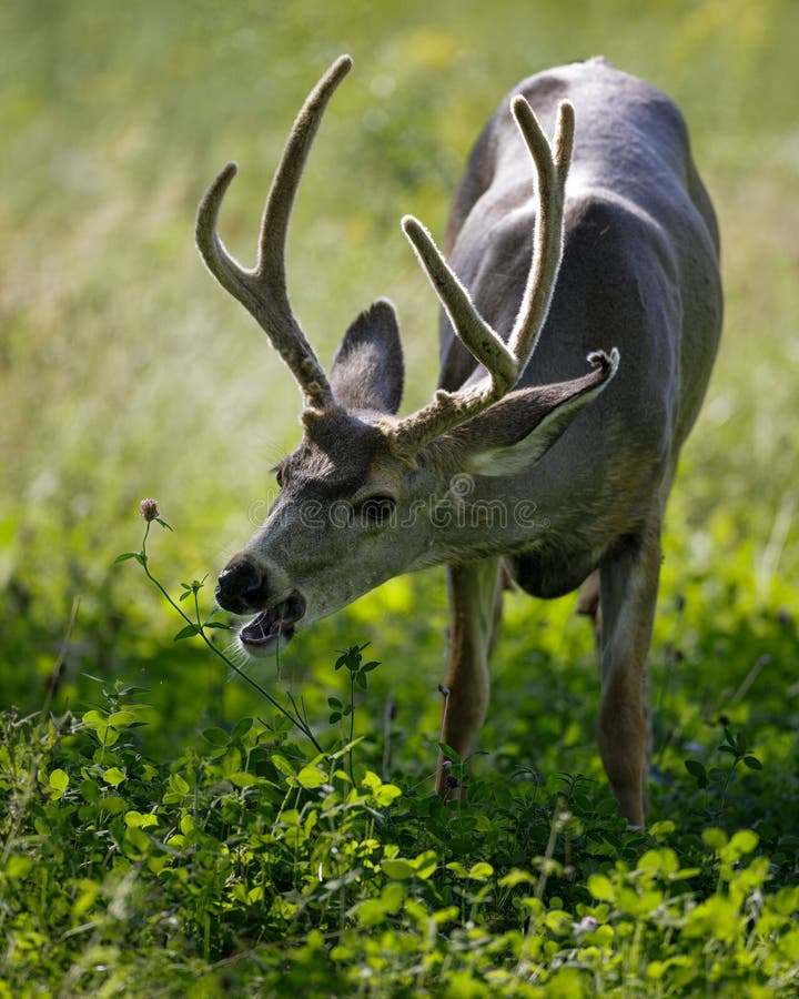 Vertical Shot of a Mule Deer Grazing in a Green Field. Stock Photo ...