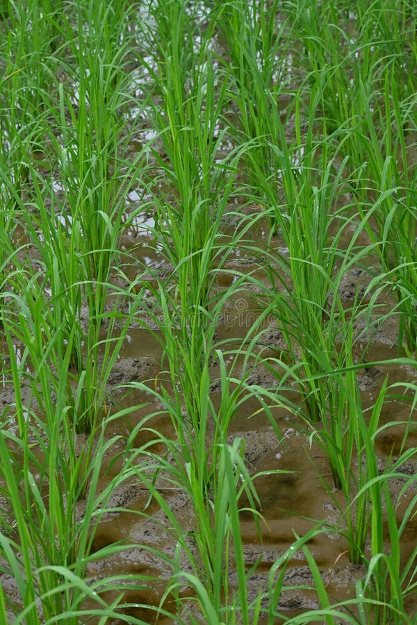 Vertical Shot of Multiple Rows of Rice Plants in a Field of Wetland in ...