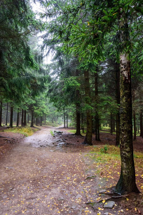 Vertical Shot of a Narrow Alley in the Forest Stock Photo - Image of ...