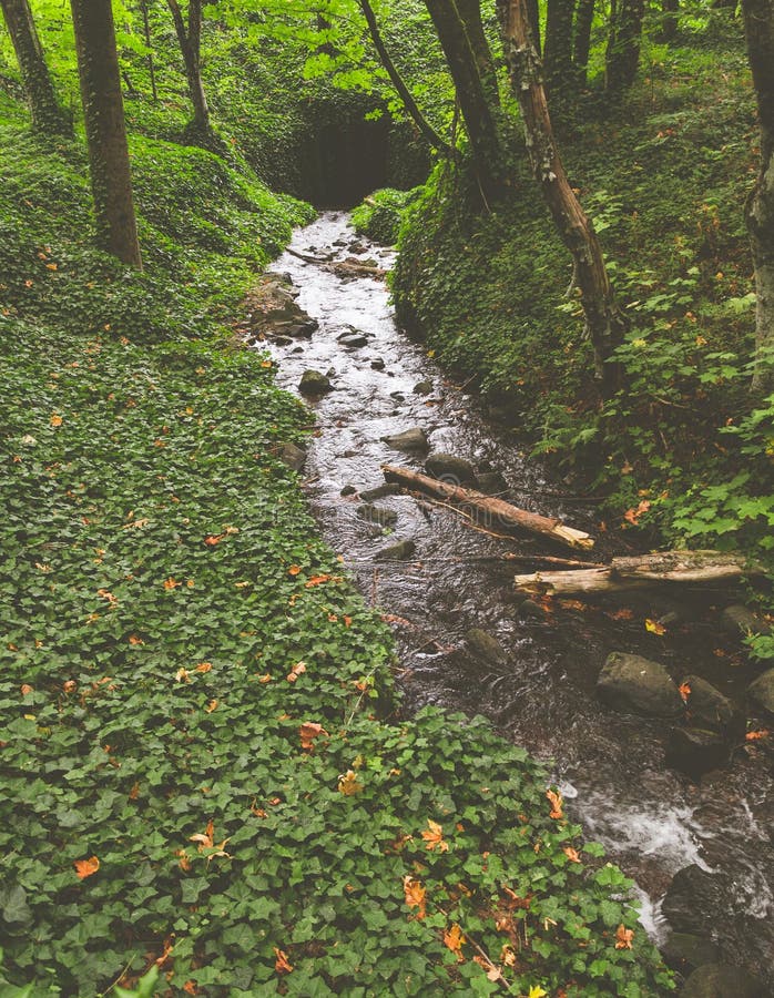 Vertical Shot of a Narrow Ditch Full of Rocks in the Middle of a Green ...