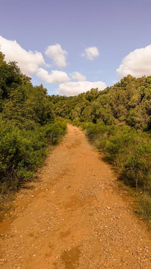 Vertical Shot of a Narrow Path through a Deciduous Green Forest Stock ...