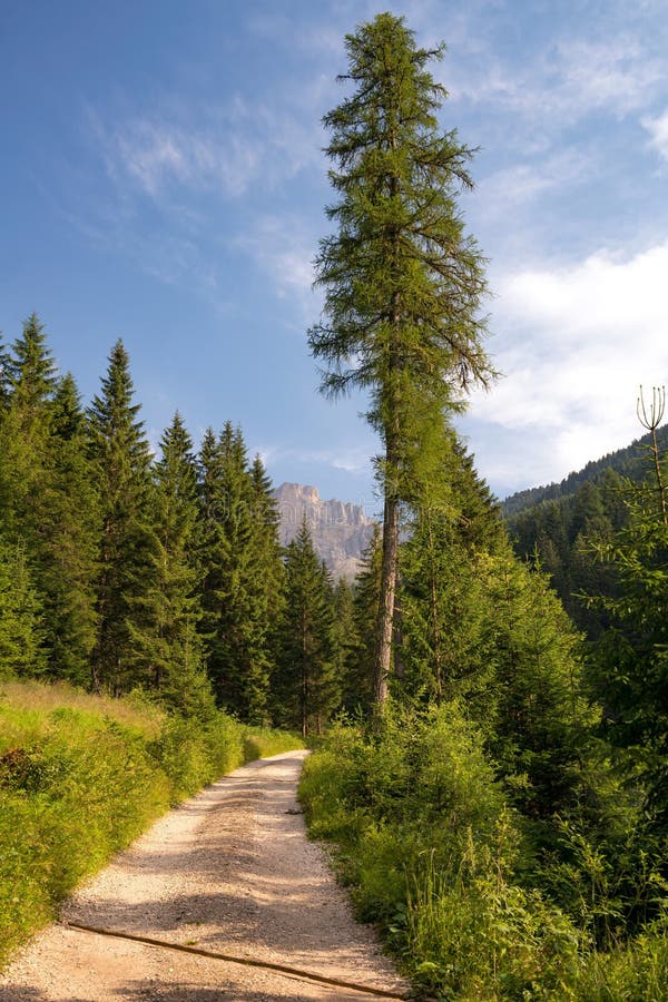 Vertical Shot of a Narrow Path Going through Tall Trees Stock Image ...