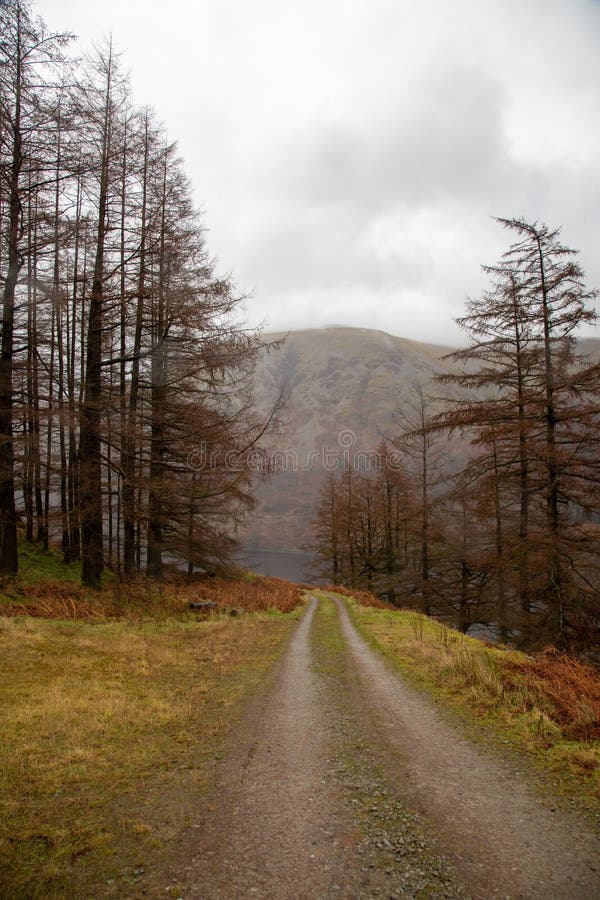 Vertical Shot of a Narrow Path in a Lush Forest in a Gloomy Day, Cool ...