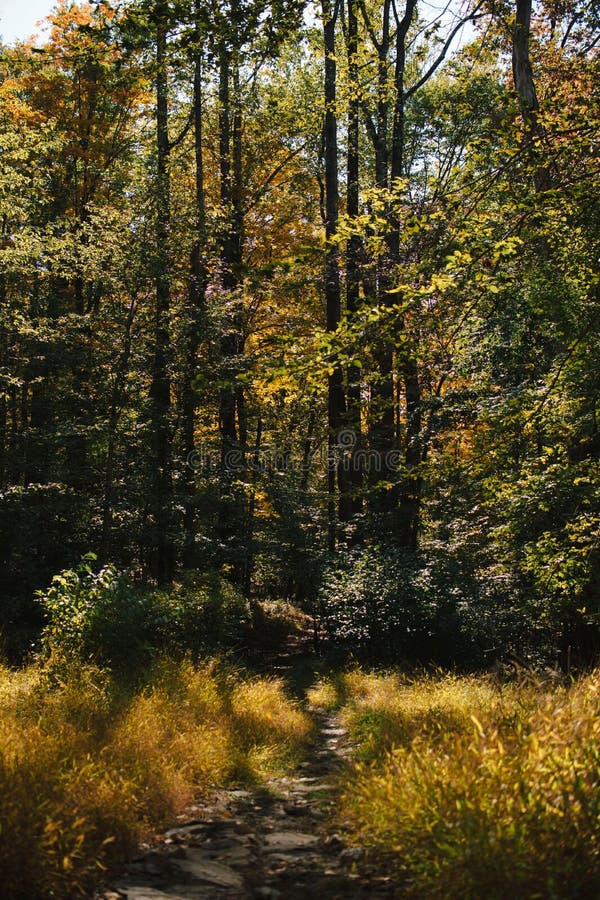 Vertical Shot of a Narrow Pathway in the Forest Stock Photo - Image of ...