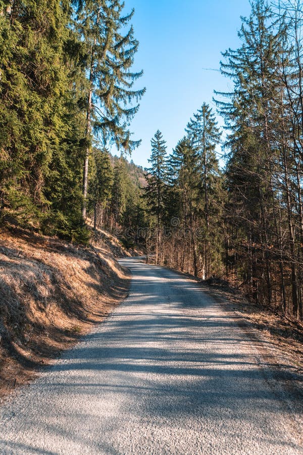 Vertical Shot of a Narrow Pathway Surrounded by Pine Trees Stock Photo ...