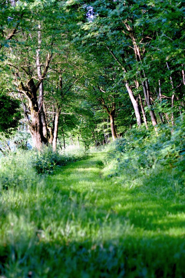 Vertical Shot of a Narrow Walking Path in a Park Stock Photo - Image of ...