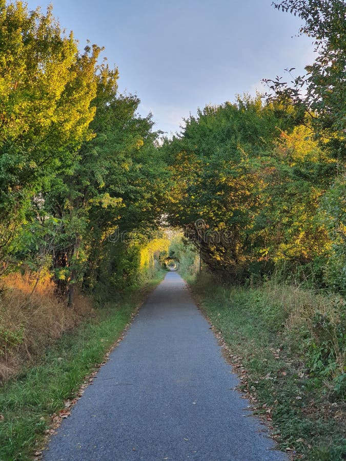 Vertical Shot of the Narrow Walkway between the Autumn Trees Stock ...
