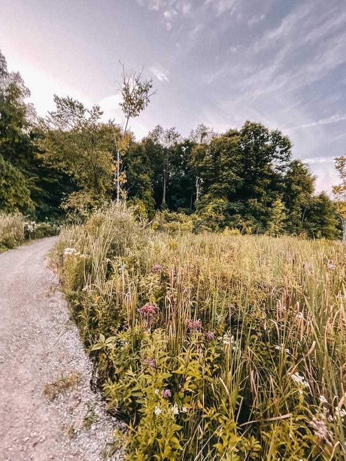 Vertical Shot of a Narrow Walkway Surrounded by Greenery Under the ...