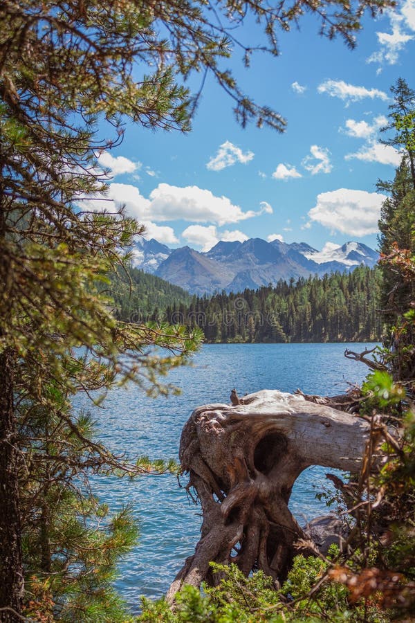 Vertical Shot of Natural Scenery of a Lake from the Frame of Trees ...