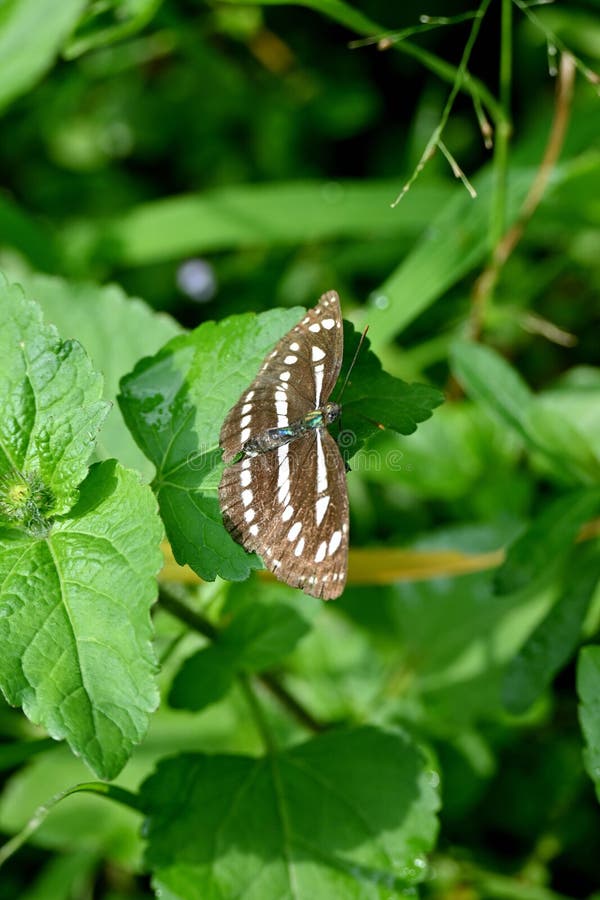 Vertical Shot of a Neptis Rivularis on a Green Plant Leaf Stock ...