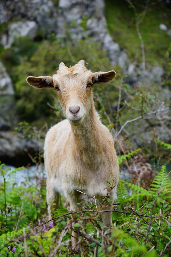 Vertical Shot of a Nigora Goat Standing in a Mountain Region Stock ...