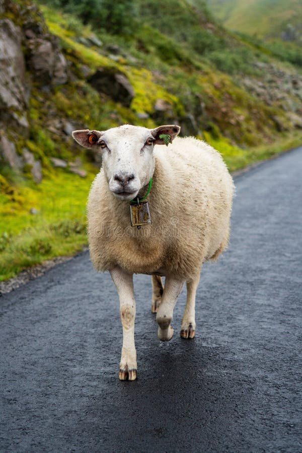 Vertical Shot of a Norwegian Sheep Walking on the Road Stock Photo ...
