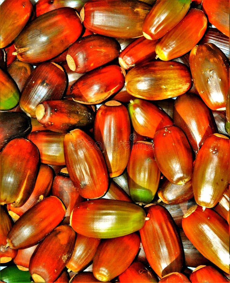 Vertical Shot of the Oak Seeds Mixed with Each Other Stock Photo ...