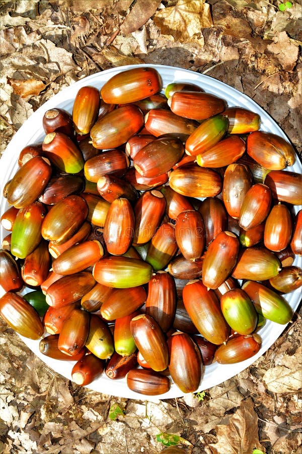 Vertical Shot of the Oak Seeds on the Plate Stock Image - Image of ...