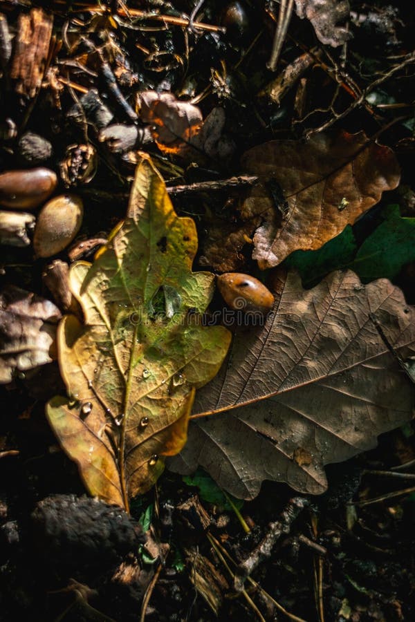 Vertical Shot of an Oak Tree Acorns and Leaves on the Ground in Autumn ...
