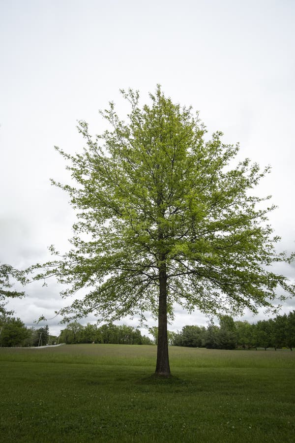 Vertical Shot of an Oak Tree in a Filed Stock Image - Image of season ...