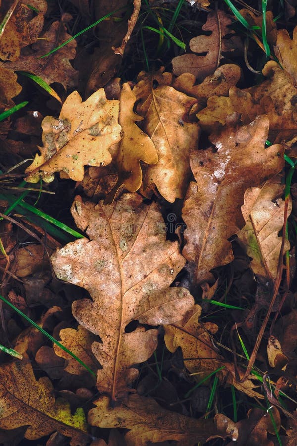 Vertical Shot of Oak Tree Leaves Fallen on the Grass Stock Image ...