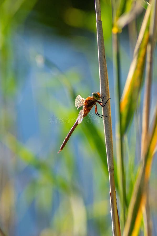 Vertical Shot of an Odonata Sitting on a Stem Stock Photo - Image of ...