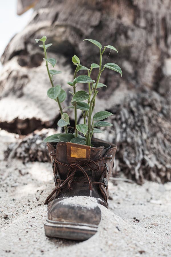 Boot plant stock photo. Image of nature, grass, flower - 184907304