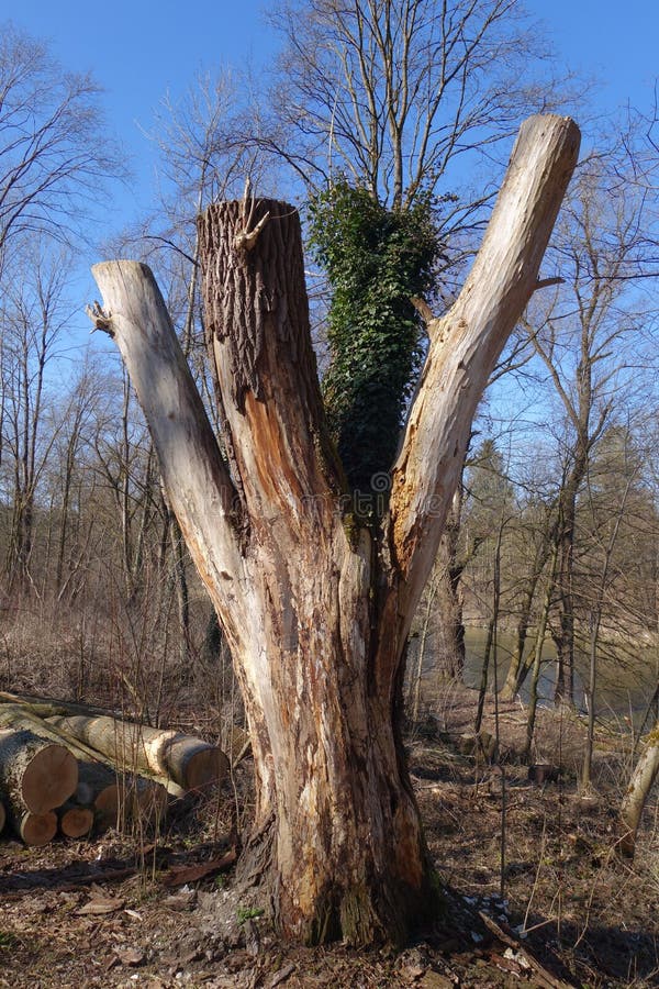 Vertical Shot of an Old Cut Tree in the Forest Stock Image - Image of ...