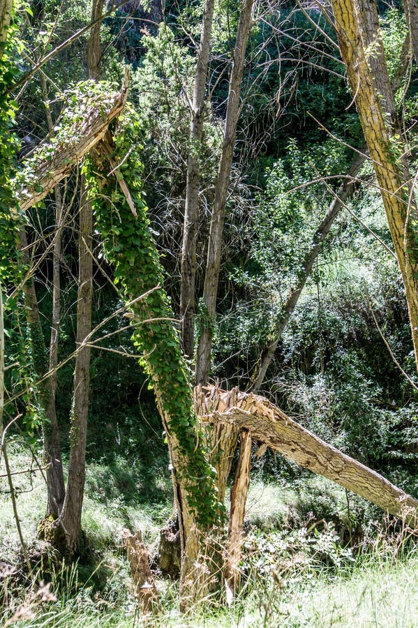Vertical Shot of an Old Damaged Tree Falling Apart Stock Image - Image ...