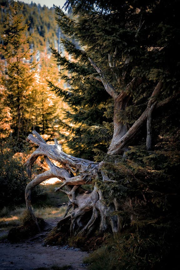 Vertical Shot of an Old Dead Tree Root Surrounded by Spruce Trees in a ...