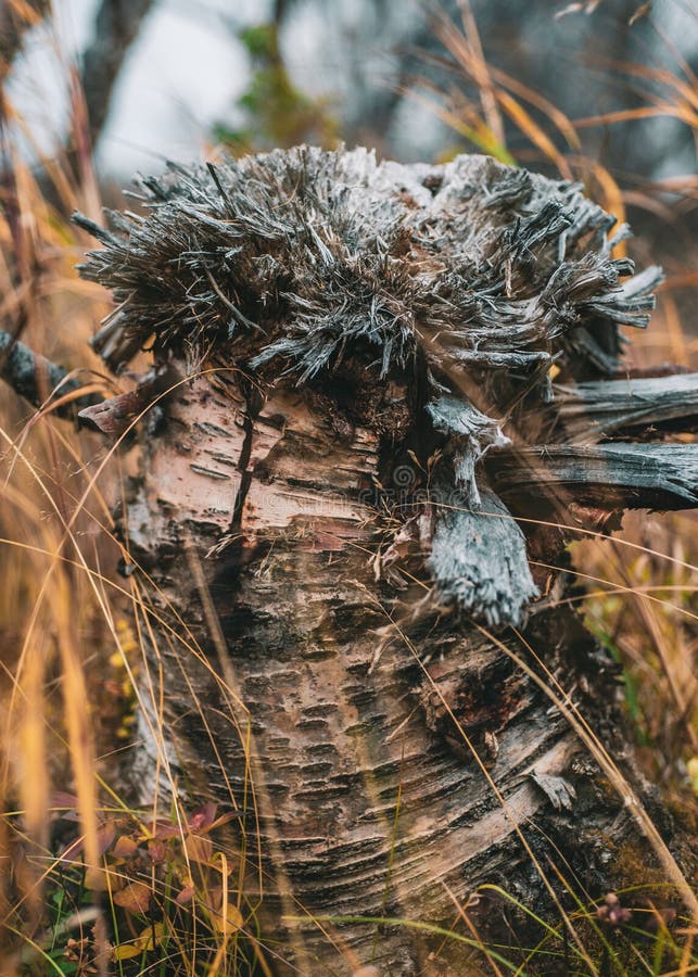 Vertical Shot of an Old Dried Plant in a Field Stock Image - Image of ...