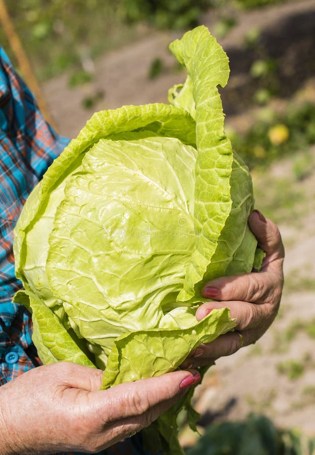 Vertical Shot of an Old Female Holding a Fresh Cabbage Stock Image ...