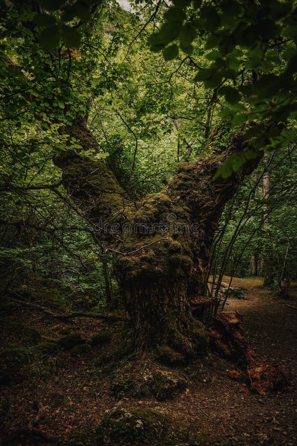 Vertical Shot of an Old Huge Tree Growing in a Forest Stock Photo ...