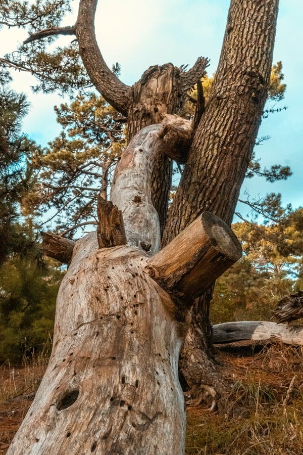 Vertical Shot of an Old and Thick Tree Trunk in a Forest Stock Image ...