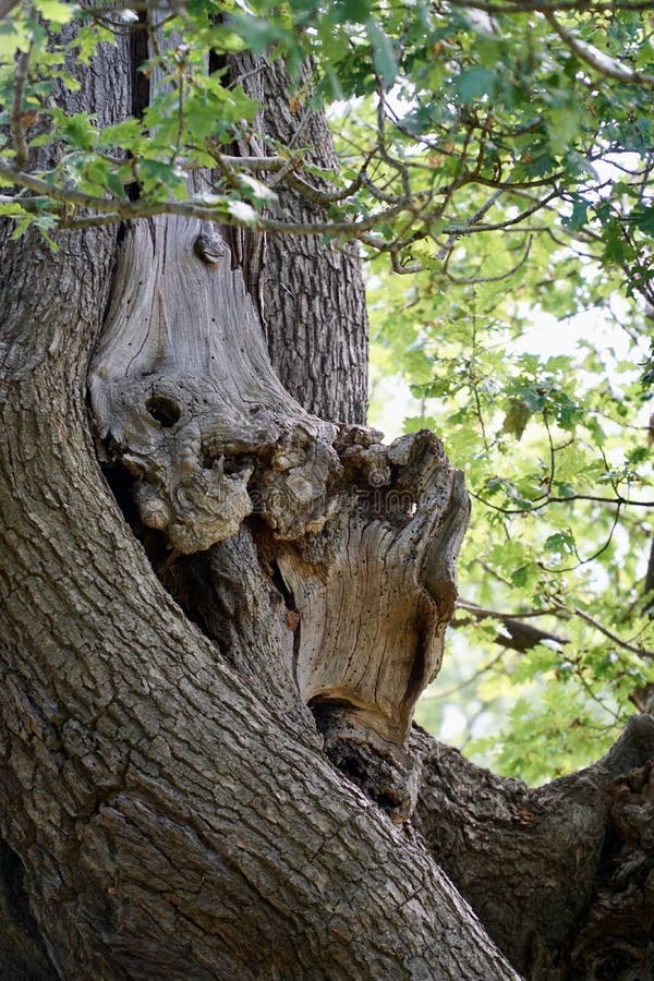 Vertical Shot of an Old Tree in the Bradgate Park, Leicester Stock ...