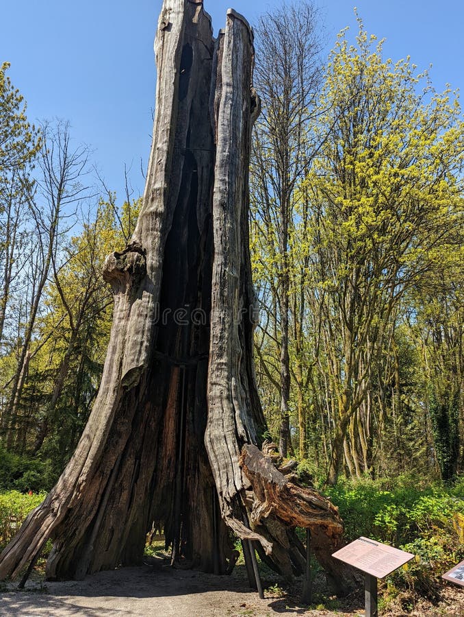 Vertical Shot of an Old Tree Log in a Green Park Stock Image - Image of ...