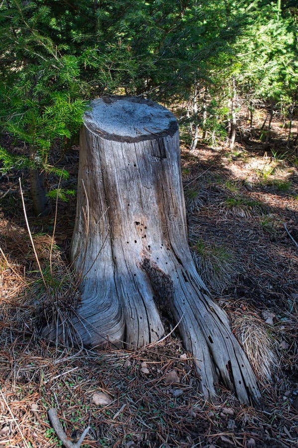 Vertical Shot of an Old Tree Stump in the Fore Stock Image - Image of ...