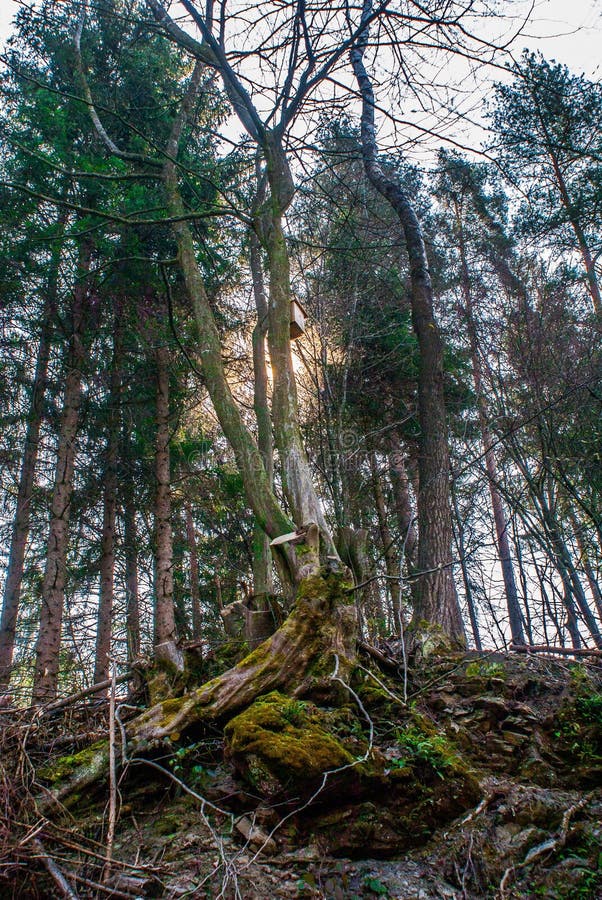 Vertical Shot of Old Trees in a Mossy Forest during Sunset Stock Image ...