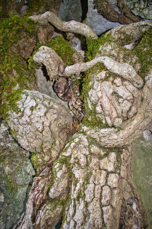 Vertical Shot of Old Trunk and Twisted Roots on a Rock Wall with Moss ...