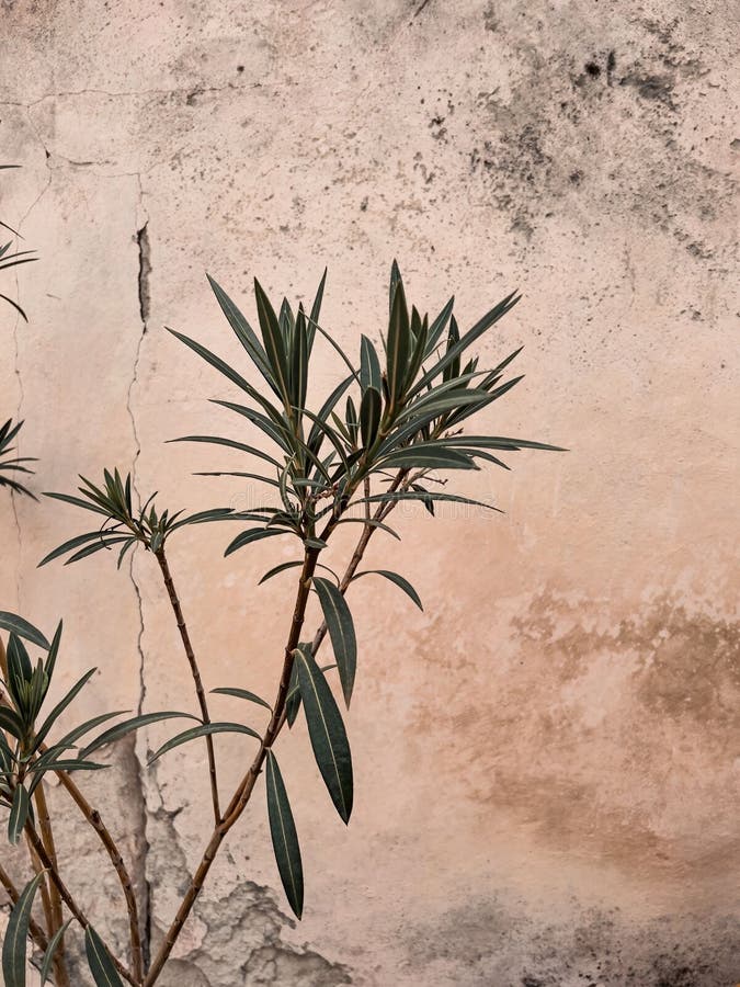 Vertical Shot of Oleanders Growing Near the Old Wall Stock Image ...