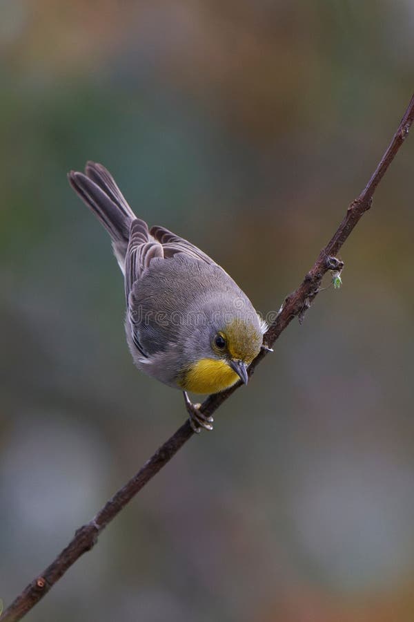 Vertical Shot of Olive-capped Warbler Bird on a Branch Against Blur ...
